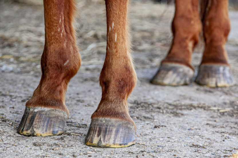 Improving Hoof Health: What to Feed Your Horse for Stronger Feet - Ecsi