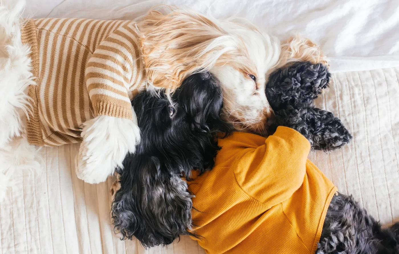 Furry Fashionista Forecast: Top Pet Fashion Trends in 2024